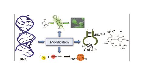 Novel Modifications In Rna Acs Chemical Biology