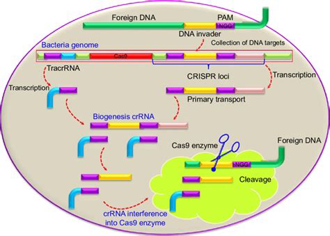 Cas9 In Vivo Bacterial Adaptive Immunity Notes When Foreign Dna Download Scientific Diagram
