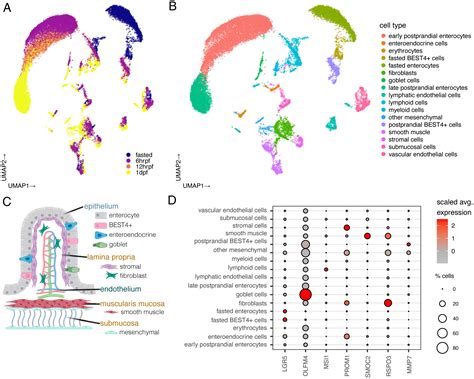 Single Cell Resolution Of Intestinal Regeneration In Pythons Without