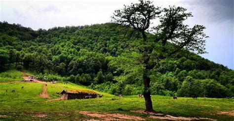 جنگل دالخانی بهشت رامسر