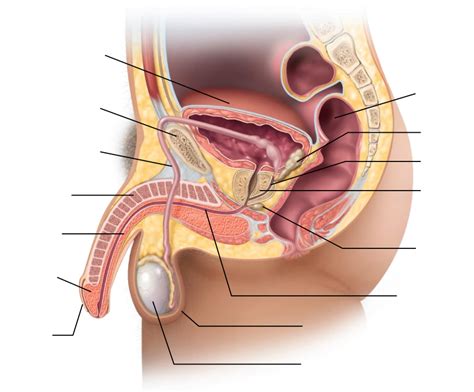 Diagram Of Male Reproductive Organs Quizlet Diagram Of Male Reproductive Organs Quizlet