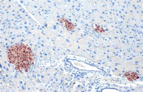 C Peptide Monoclonal Antibody Hl1159 Invitrogen 100 μl Unconjugated
