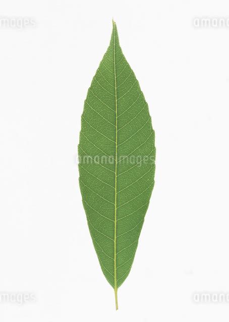 シラカシの写真素材 Fyi03026629 ストックフォトの Qlean Market