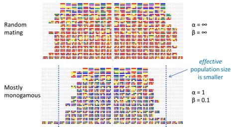 Effective Population Size Unique Origin Research
