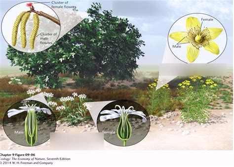 Diagram Of Sexual Strategies In Plants Quizlet