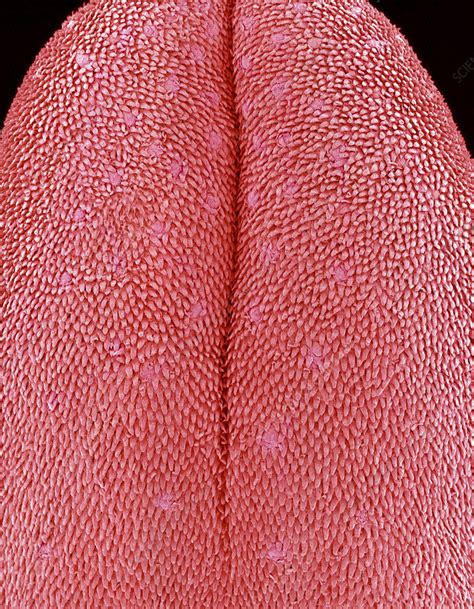 Mouse Tongue SEM Stock Image P479 0003 Science Photo Library