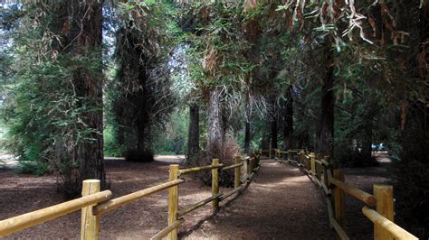 We Visited The Trees Of Mystery Heres What You Need To Know Getaway