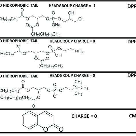 Phospholipids And Coumarin Molecular Structures Dppc And Dppc Have A Download Scientific