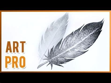How To Draw A Feather Step By Step YouTube Feather Drawing Drawings Bird Drawings