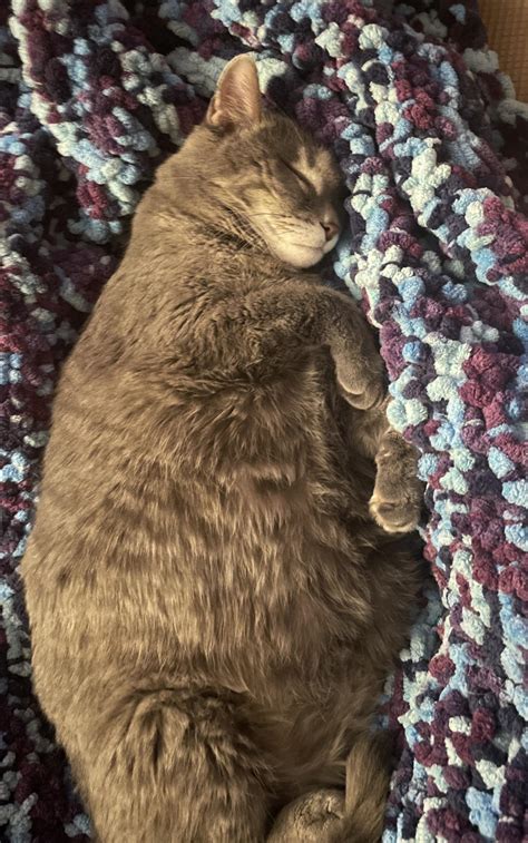 Must Resist Urge To Raspberry The Belly R Catbellies
