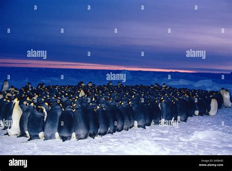 Emperor Penguin Huddle