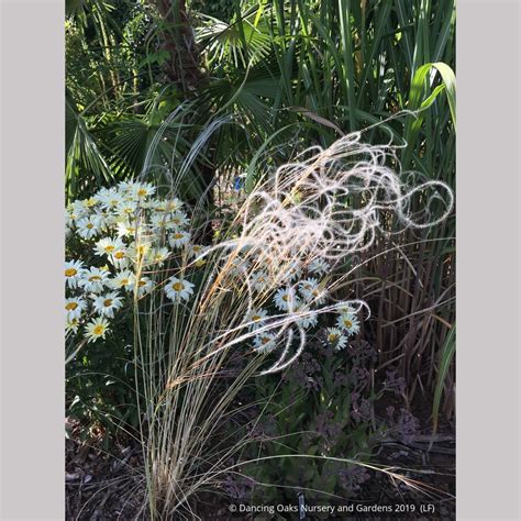 Stipa Barbata Silver Feather Grass Dancing Oaks Nursery And Gardens