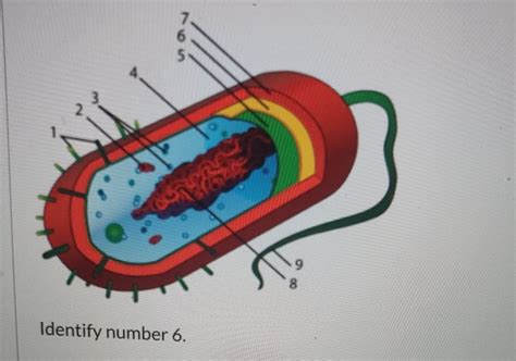 Solved Identify Number Chegg Com