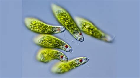 What Is Euglena