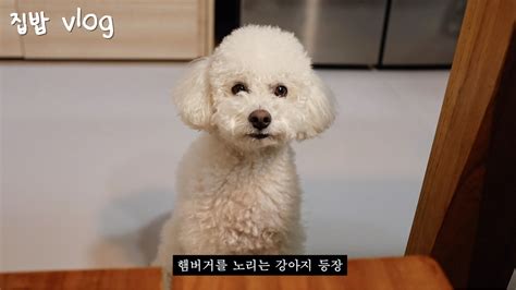 귀여운 강아지와 함께하는 설날 Vlog 이삭토스트 버거킹 소고기 구이 La갈비 Youtube
