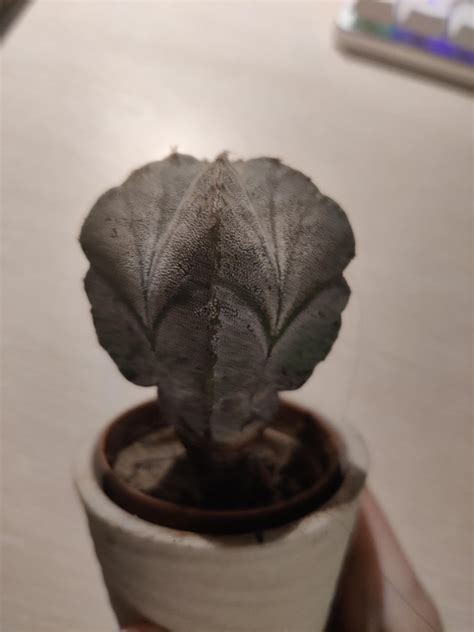 Please Help Me Identify This Tiny Succulent R Whatsthisplant