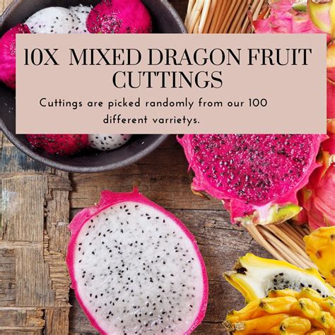 Mixed Rare Dragon Fruit Cuttings X 1o Etsy Australia