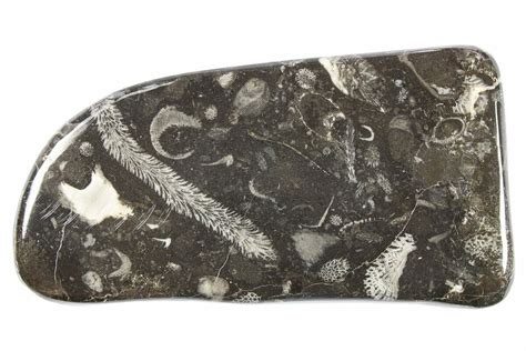 785 Polished Devonian Fossil Coral And Bryozoan Plate Morocco