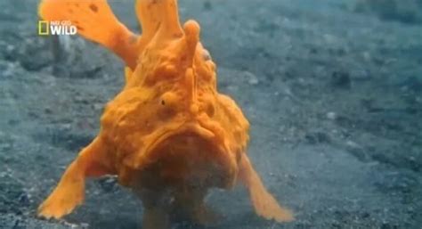 Nat Geo Wild Самое странное место в океане Документальный фильм National Geographic Смотреть