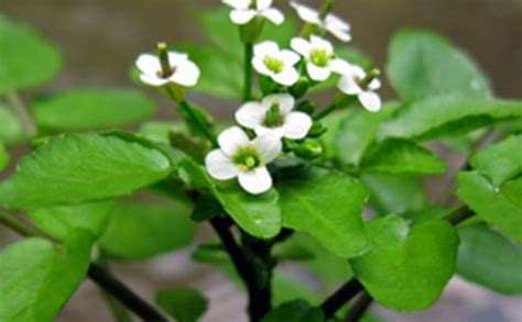 معرفی علف چشمه یا بولاغ اوتی و خواص درمانی آن