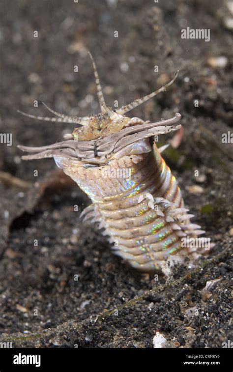 Bobbit Worm Eunice Sp Adult Buried In Sand Lembeh Straits