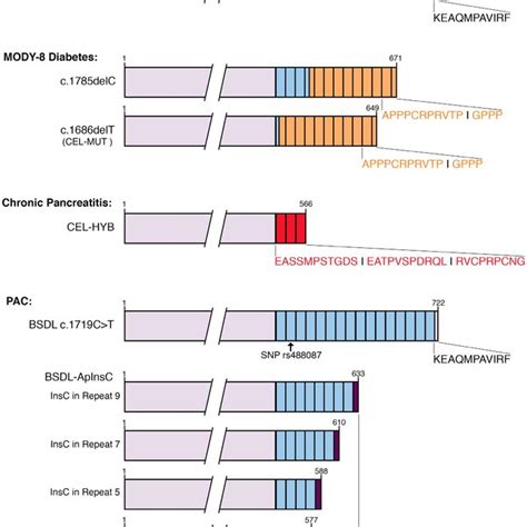 Schematic Representations Of Human Bsdl Variants And Associated