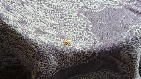 What Is This Bug Insectophobia Rwhatisthisbug