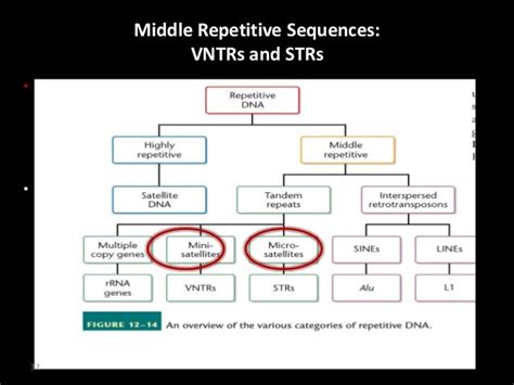 Chromatin Structure Dna Chromosome