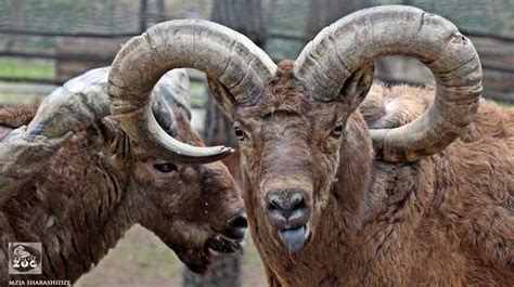 კავკასიური ჯიხვი საქართველოს ფაუნის მშვენება Agronews Ge