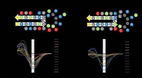 Synch Peptides Show β Hairpin Secondary Structure Diagrams Showing The