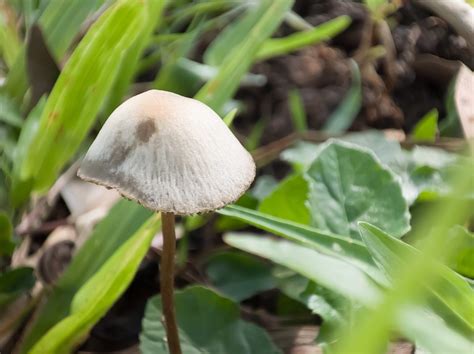 Blue Meanies Panaeolus Cyanescens Potency Guide 2026