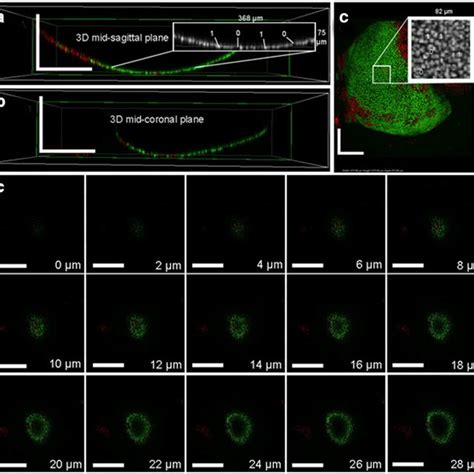 A Timing Diagram For Vsync And Hsync B Timing Diagram For Hsync Mclk Download Scientific
