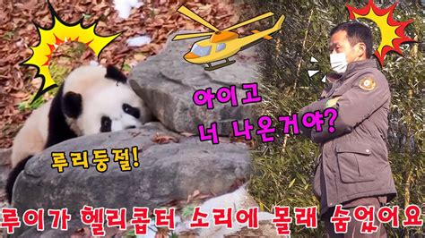💥아이고💥 루이바오 가 헬리콥터 소리에 겁이 나서 액체동굴의 안으로 숨었어요 🥶💦 강바오 할부지 는 루이의 상태를 매우 걱정하며 그녀를 안심시키려고 밖으로 나가게 하려고