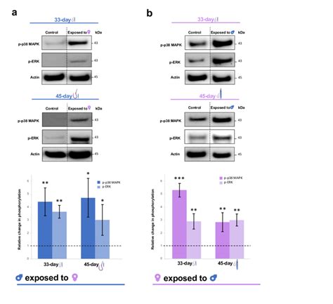 Esps From Mature S Mansoni Can Activate P38 Mapk And Erk In Younger Download Scientific