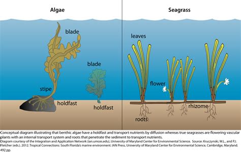 The Importance Of Seagrass Meadows • Scuba Diver Life
