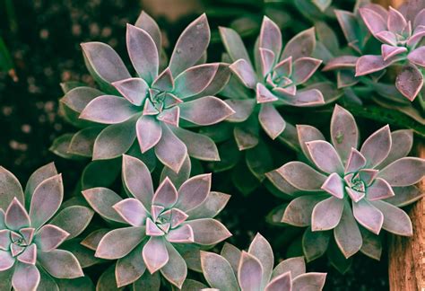 Echeveria purpesorum Care Guide: Growing Stunning Succulents