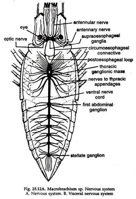Prawn Locomotion And Reproductive System
