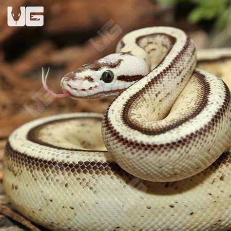 Pastel Super Stripe Ball Pythons Python Regius For Sale Underground Reptiles