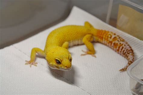 [레게] 블러드 크로스 썬글로우 블썬 레오파드 게코 소니 R1 네이버 블로그