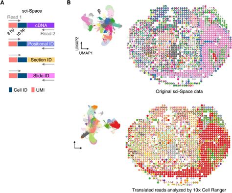 Translation Of Multimodal Scrna Seq Reads A Read Structures Of Download Scientific Diagram