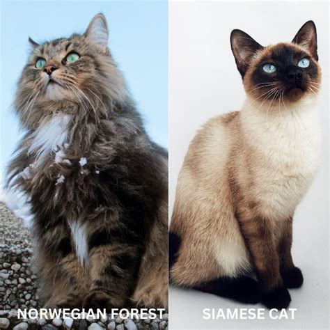 norwegian forest cat vs siamese cat breed a comparative dive into siamese and norwegian forest
