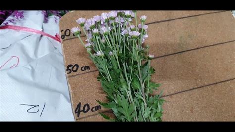 보라미 소국 생화 생화택배 생화도매 인터넷꽃시장 인터넷꽃도매 장미대량구매 꽃 꽃종류 꽃다발 꽃도매 꽃시장 부산꽃시장 김해꽃시장