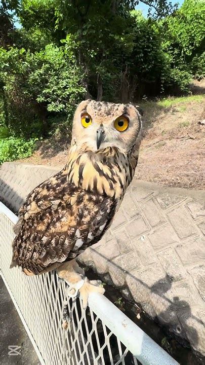 20250629 散歩 Owl ふくろう ベンガルワシミミズク Youtube