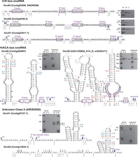 experimental confirmation of small rna transcripts sequences