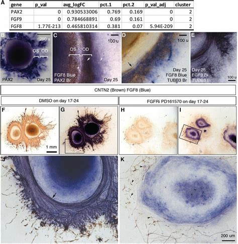Fgf Signaling Mediated By Fgfrs Is Required For Early Rgc Download