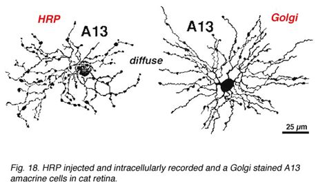 Roles Of Amacrine Cells By Helga Kolb Webvision