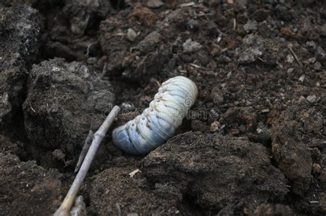 Cockchafer Larva Stock Image Image Of Closeup Beetle 321800263