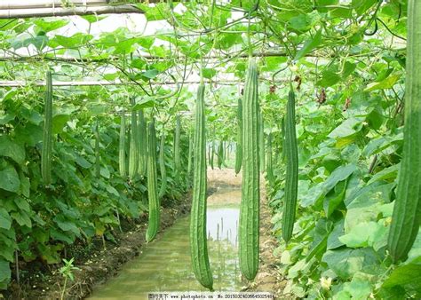 丝瓜图片 蔬菜 生物世界 图行天下图库