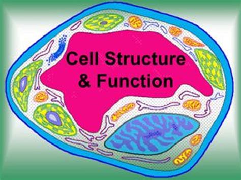 GK Quiz On Cell Its Structure And Functions