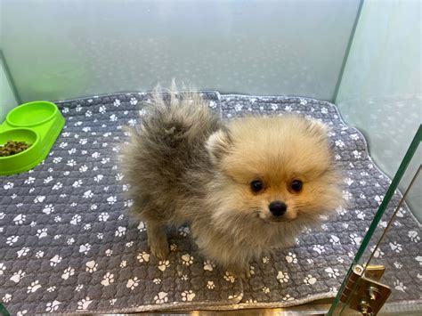 포메라니안 로이 화이트고양이분양 화이트비숑프리제분양사이트 화이트포메라니안분양사이트 화이트말티즈분양사이트 화이트말티푸분양사이트 화이트푸들분양사이트 화이트먼치킨분양사이트 화이트